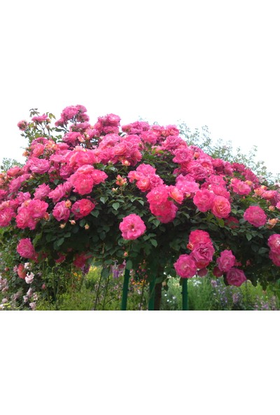 Rüzgar Botanik Pembe Çardak Gülü 100 180 cm