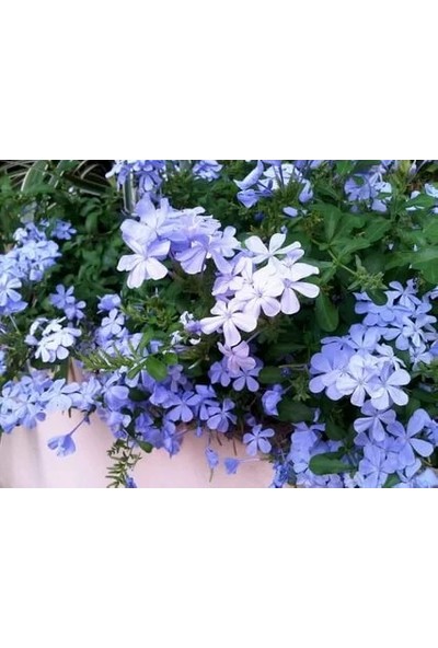 Rüzgar Botanik Mavi Yasemin 50 60 cm
