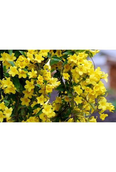 Rüzgar Botanik Sarı Yasemin 60 100 cm Rüzgar Botanik Sarı Yasemin 60 100 cm