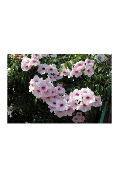 Rüzgar Botanik Pandora Yasemini 60 100 cm Rüzgar Botanik Pandora Yasemini 60 100 cm