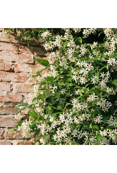 Rüzgar Botanik Arap Yasemini 60 100 cm Rüzgar Botanik Arap Yasemini 60 100 cm