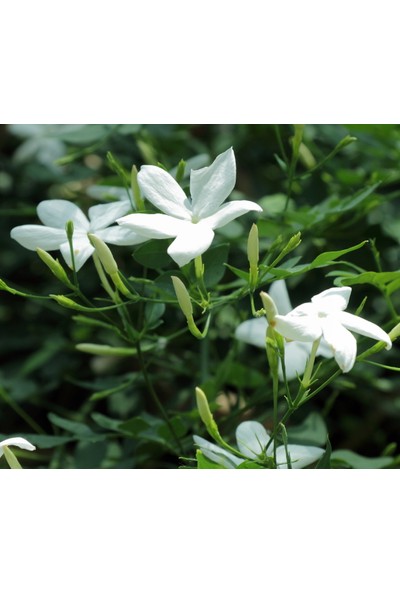 Rüzgar Botanik Izmir Yasemini 60 100 cm Rüzgar Botanik Izmir Yasemini 60 100 cm