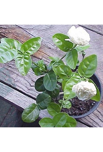 Rüzgar Botanik Katmerli Ful Yasemin 50 80 cm