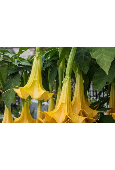 Rüzgar Botanik Sarı Melek Borozanı Çiçeği 40 70 cm