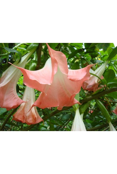 Rüzgar Botanik Pembe Datura Melek Borozanı 50 80CM Rüzgar Botanik Pembe Datura Melek Borozanı 50 80CM