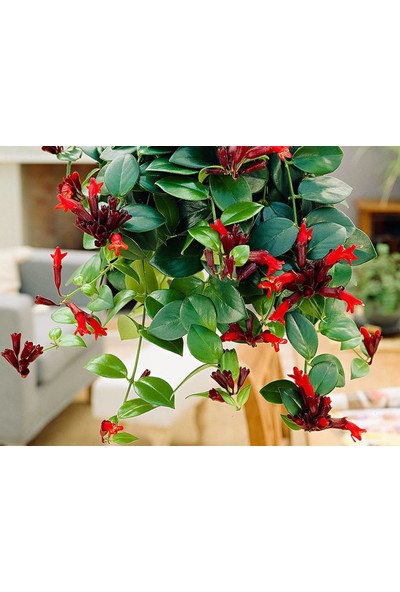 Rüzgar Botanik Ruj Çiçeği Fidanı Askılı 40