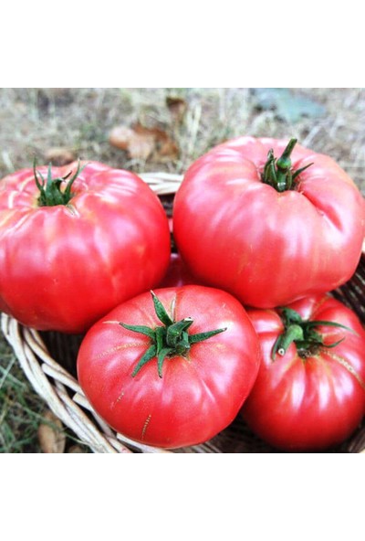 Agrodal Tarım Ata Tohumu Yerli Dilimli Pembe Köy Domatesi 100 Adet Tohum Agrodal Tarım Ata Tohumu Yerli Dilimli Pembe Köy Domatesi 100 Adet Tohum