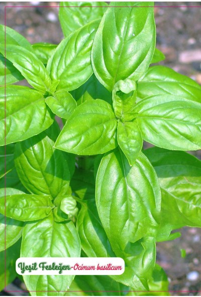 Agrodal Tarım Yeşil Fesleğen (Geniş Yaprak) Çiçeği Tohumu