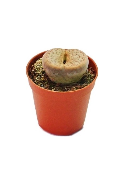 Çiçekçiyiz Biz Kaktüs Sukulent Lithops (Taş / Kaya Kaktüs) Çiçekçiyiz Biz Kaktüs Sukulent Lithops (Taş / Kaya Kaktüs)