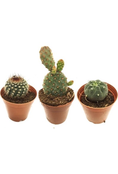 Çiçekçiyiz Biz Kaktüs Sukulent Özel 3lü Set Pörl