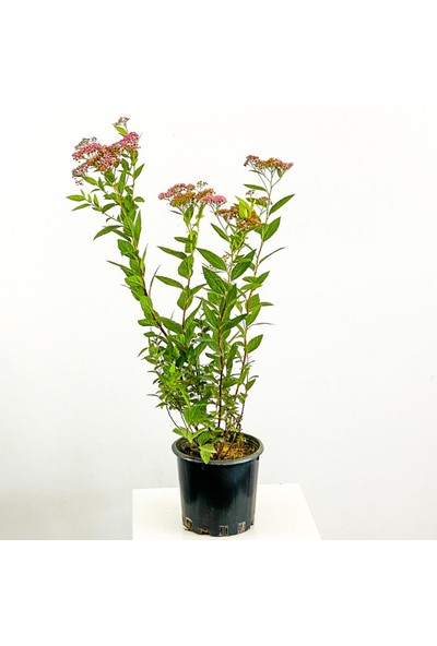 Fidan Burada Keçi Sakalı Pembe Ispirya Çiçeği 60-70CM