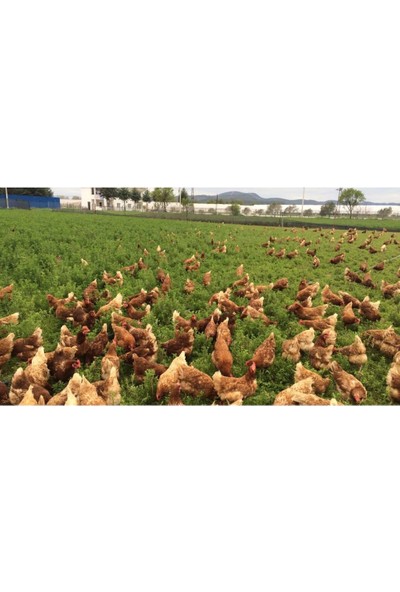 Agrobazaar Gezen Tavuk Için 5 Çeşit Yem Bitkisi Tohumu Karışımı 1 kg