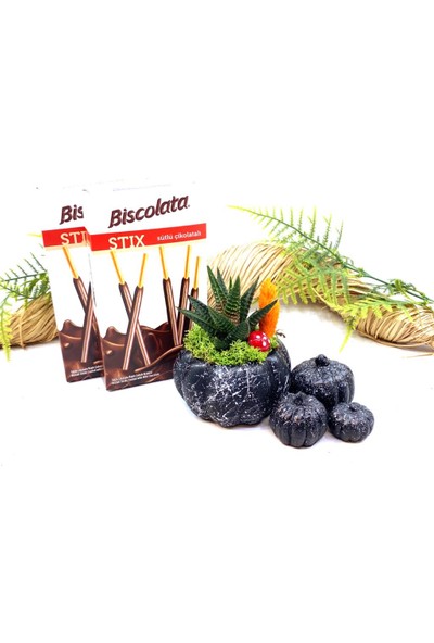 Mega Kanyon Canlı Sukulentli (Haworthia) Balkabağı ve Çikolata Aranjmanı M9