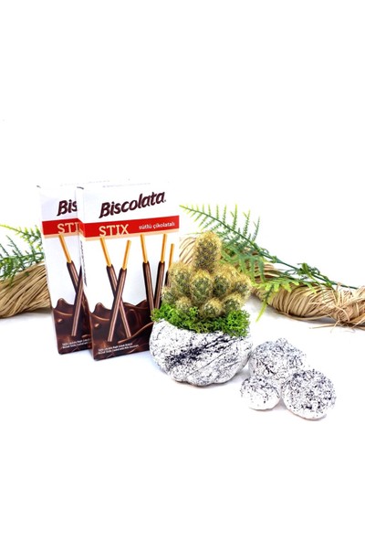 Mega Kanyon Canlı Mammillaria Kaktüslü Balkabağı ve Çikolata Aranjmanı M9