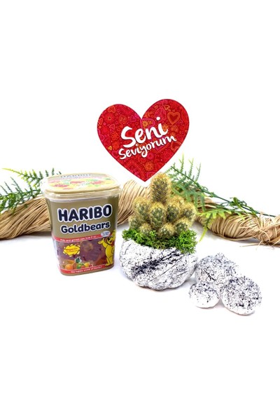 Mega Kanyon Canlı Mammillaria Kaktüslü Balkabağı ve Haribo Aranjmanı M10