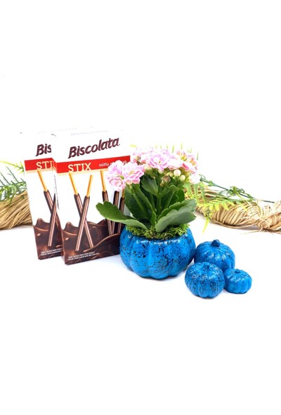 Mega Kanyon Canlı Kalanchoe Çiçekli Balkabağı ve Çikolata Aranjmanı M5