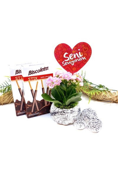 Mega Kanyon Canlı Kalanchoe Çiçekli Balkabağı ve Çikolata Aranjmanı M4