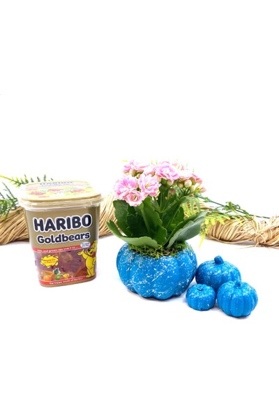 Mega Kanyon Canlı Kalanchoe Çiçekli Balkabağı ve Haribo Aranjmanı M1