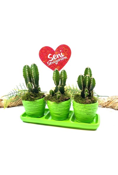 Mega Kanyon Özel Tasarım Canlı Mexico Kaktüslü Saksı Seti M4