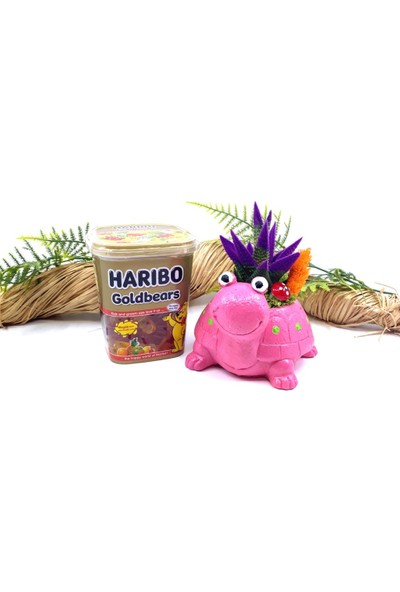 Mega Kanyon Canlı Mor Sukulentli (Haworthia) Sevimli Kaplumbağa ve Haribo Aranjmanı M7