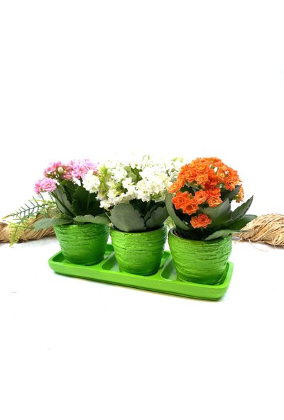 Mega Kanyon Özel Tasarım Canlı Kalanchoe Çiçekli Saksı Seti M2