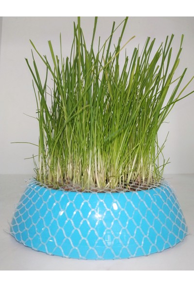 Ezolan Evcil Hayvan Kedi Çimi Ezolan Evcil Hayvan Kedi Çimi