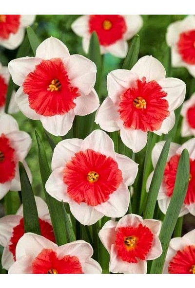 Lobelya Tohumculuk 5'li Göbekli Nergis Çiçeği Soğanı Kokulu