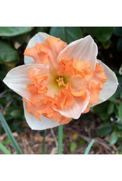 Lobelya Tohumculuk 5'li Fırfırlı Nergis Çiçeği Soğanı