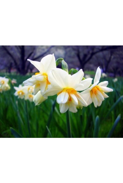 Lobelya Tohumculuk 5'li Beyaz Katmerli Nergis Çiçeği Soğanı