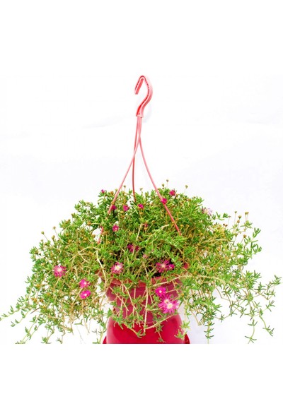 Acem Halısı 5 Adet - Pembe Askılı Saksıda Hediyelik Acem Halısı 5 Adet - Pembe Askılı Saksıda Hediyelik