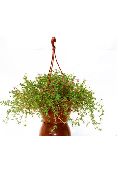 Acem Halısı - Askılı Saksıda Hediyelik Acem Halısı - Askılı Saksıda Hediyelik