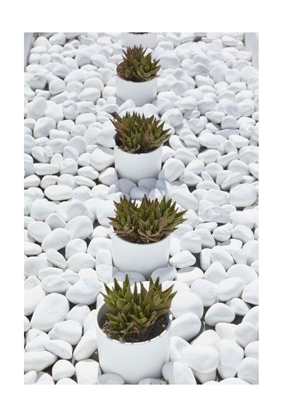 PearlHaus Beyaz Dolomit Taşı 10 kg 2-4 cm Bahçe Taşı Dekoratif Taş Dere Taşı Dolomite Doğal Taş Beyaz Süs Taşları PearlHaus Beyaz Dolomit Taşı 10 kg 2-4 cm Bahçe Taşı Dekoratif Taş Dere Taşı Dolomite Doğal Taş Beyaz Süs Taşları