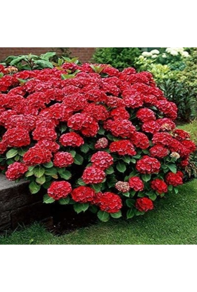 NET TARIM Saksılı/tüplü Kırmızı Ortanca Çiçeği Fidanı 40-60 cm