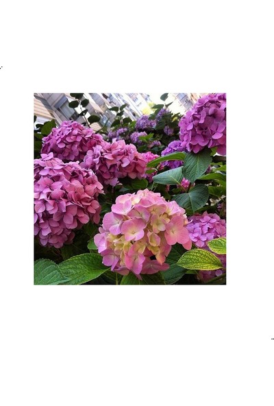 Mert Tarım Saksılı/tüplü Pembe Ortanca Çiçeği Fidanı 40-60 cm Mert Tarım Saksılı/tüplü Pembe Ortanca Çiçeği Fidanı 40-60 cm