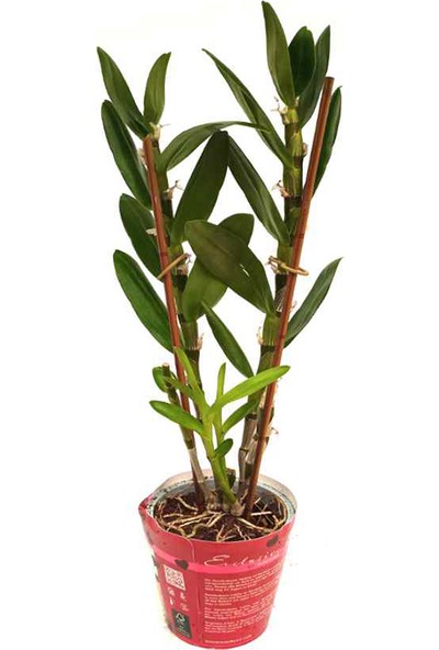 Palmiye Çiçeksiz Dendrobium Orkide Fidesi