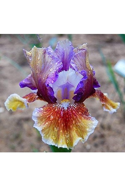 Lobelya Tohumculuk 2 Adet Özel Renkli Süsen Çiçeği Soğanı