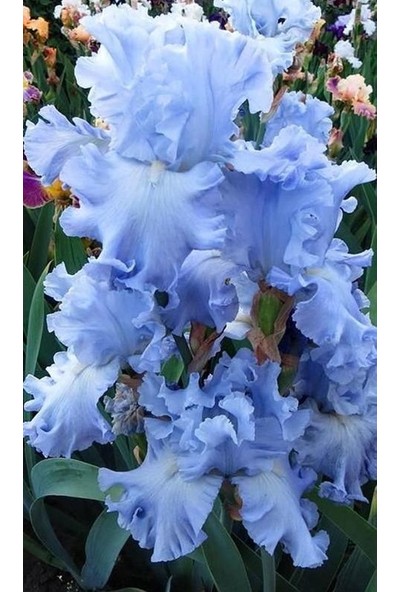 Lobelya Tohumculuk 2 Adet Bebek Mavisi Renkli Süsen Çiçeği Soğanı