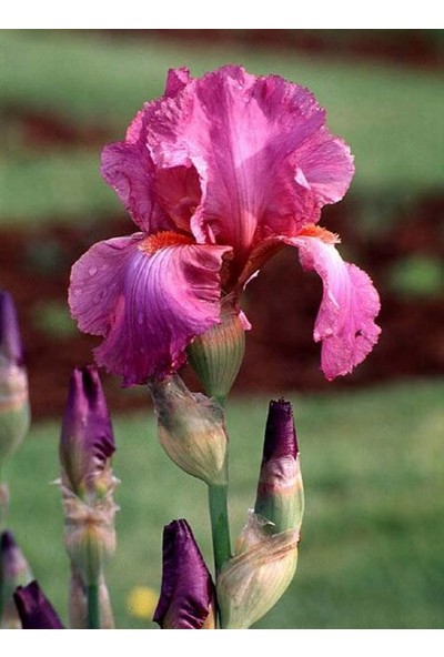 Lobelya Tohumculuk 2 Adet Pembe Renkli Süsen Çiçeği Soğanı