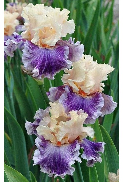 Lobelya Tohumculuk 2 Adet Kraliçe Süsen Çiçeği Soğanı