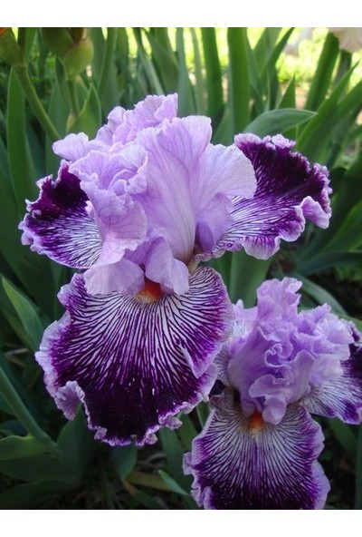 Lobelya Tohumculuk 2 Adet Mor-Lila Renkli Damarlı Süsen Çiçeği Soğanı