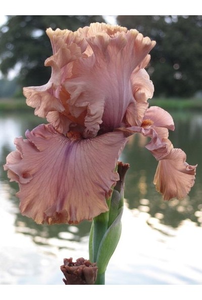 Lobelya Tohumculuk 2 Adet Renkli Kraliyet Süsen Çiçeği Soğanı