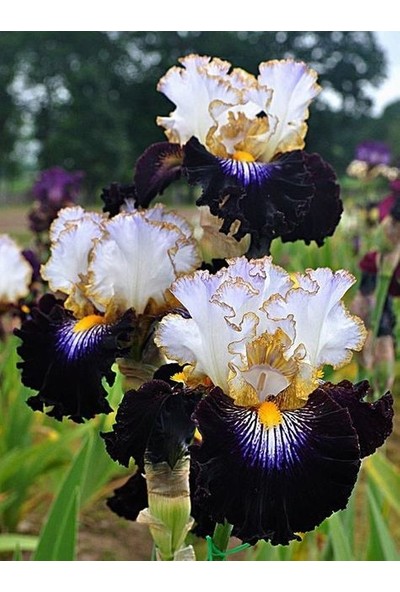 Lobelya Tohumculuk 2 Adet Özel Renkli Ithal Süsen Çiçeği Soğanı Lobelya Tohumculuk 2 Adet Özel Renkli Ithal Süsen Çiçeği Soğanı