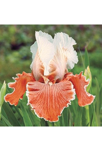 Lobelya Tohumculuk 2 Adet Soft Renkli Turuncu-Beyaz Süsen Çiçeği Soğanı