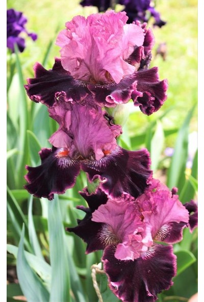 Lobelya Tohumculuk 2 Adet Renkli Özel Süsen Çiçeği Soğanı