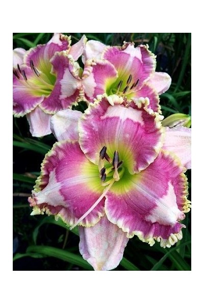 Lobelya Tohumculuk 3 Adet Soft Pembe-Beyaz Renkli Fırfırlı Zambak Çiçeği Soğanı Lobelya Tohumculuk 3 Adet Soft Pembe-Beyaz Renkli Fırfırlı Zambak Çiçeği Soğanı