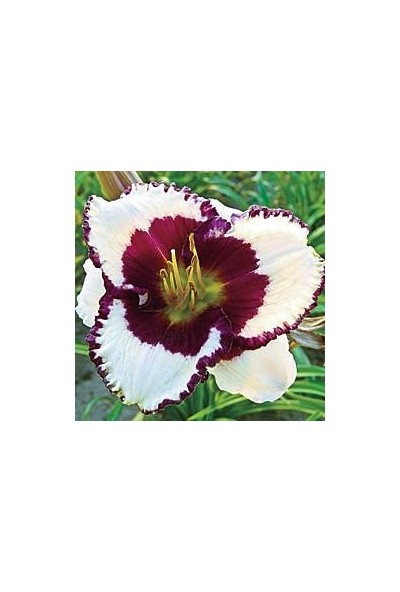 Lobelya Tohumculuk 3 Adet Bordo-Beyaz Renkli Fırfırlı Zambak Çiçeği Soğanı