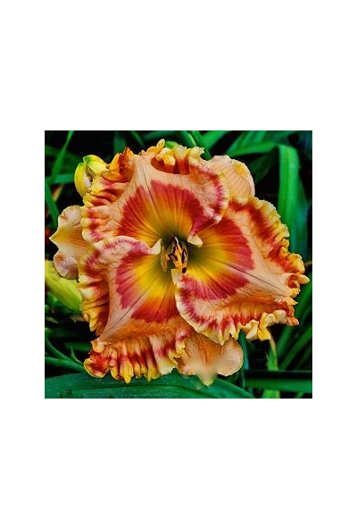 Lobelya Tohumculuk 3 Adet Turuncu-Kırmızı Renkli Fırfırlı Zambak Çiçeği Soğanı Lobelya Tohumculuk 3 Adet Turuncu-Kırmızı Renkli Fırfırlı Zambak Çiçeği Soğanı