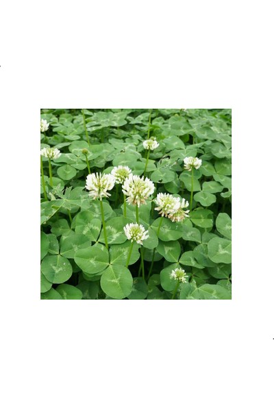 Demirler Ak Üçgül Tohumu Süs Yoncası Üç Yapraklı Yonca Tohumu Trifolium Repens Bodur Yonca Tohumu