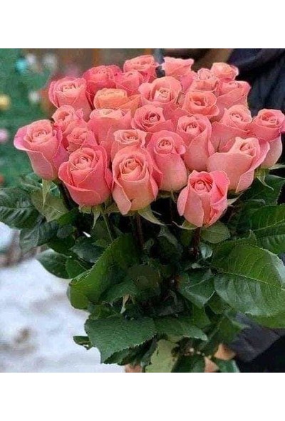 İstanbulmuz Açık Kök 35 45 Santim Gül Fidanı