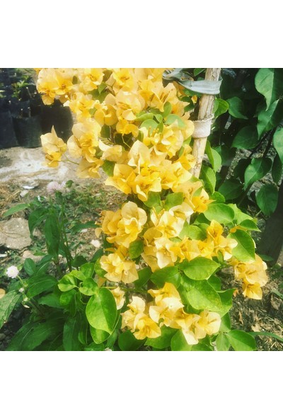 İstanbulmuz Açık Kök Gül Fidanı